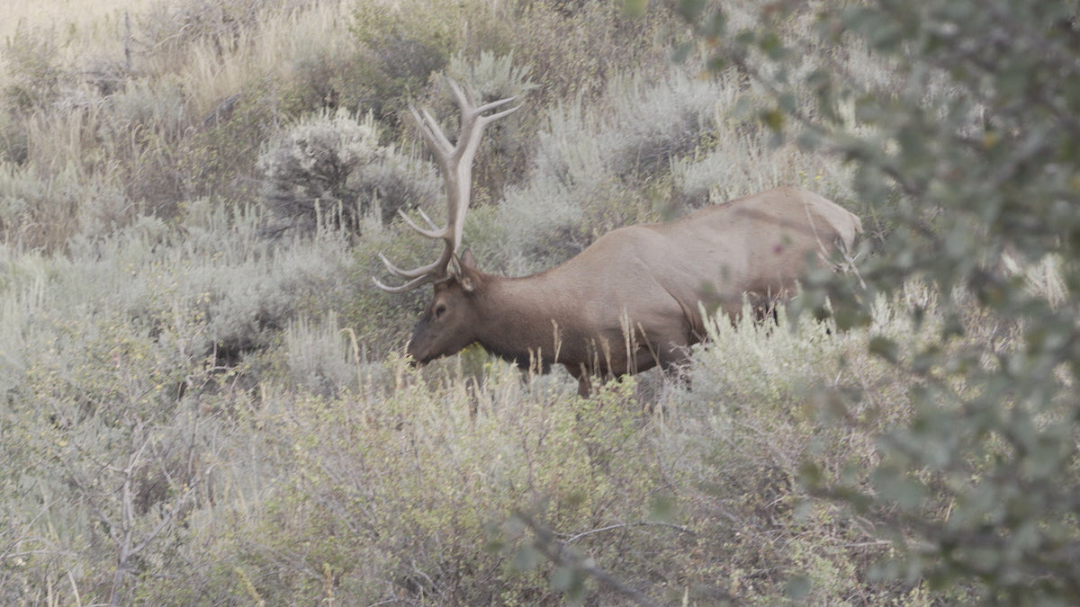 Physical Preparation For Elk – ElkShape