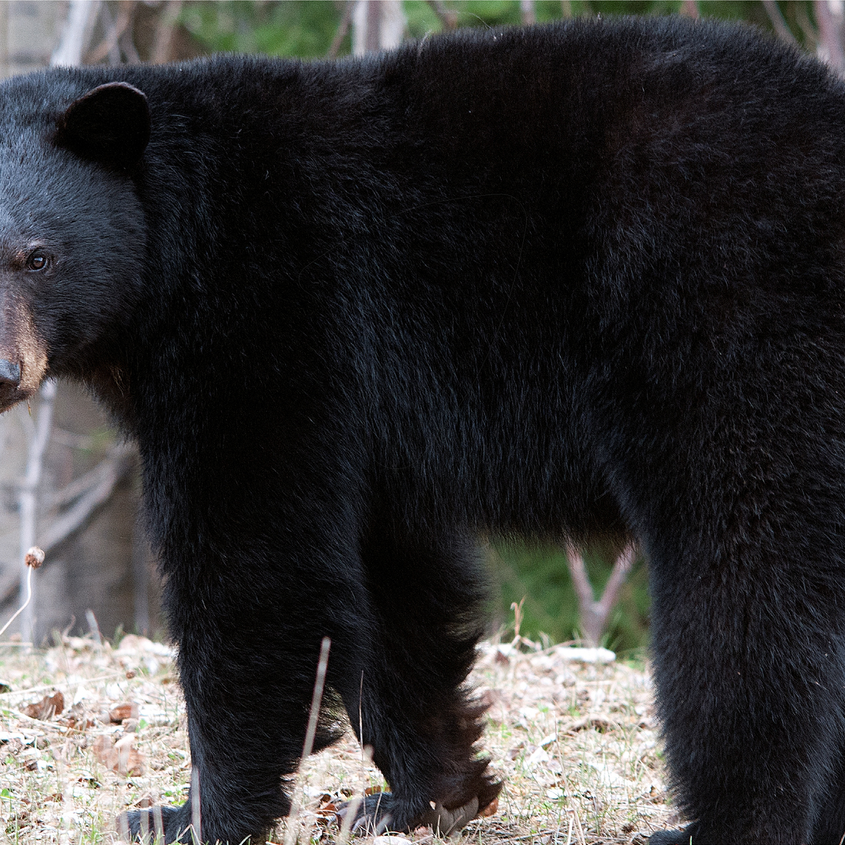 Black Bear Broadside Mini Target – ElkShape