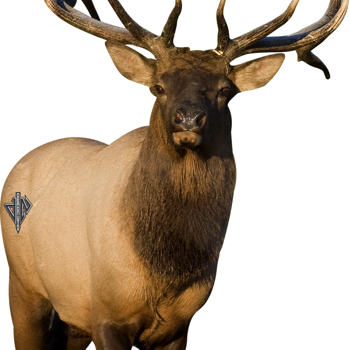 2D Bull Elk Frontal Target – ElkShape