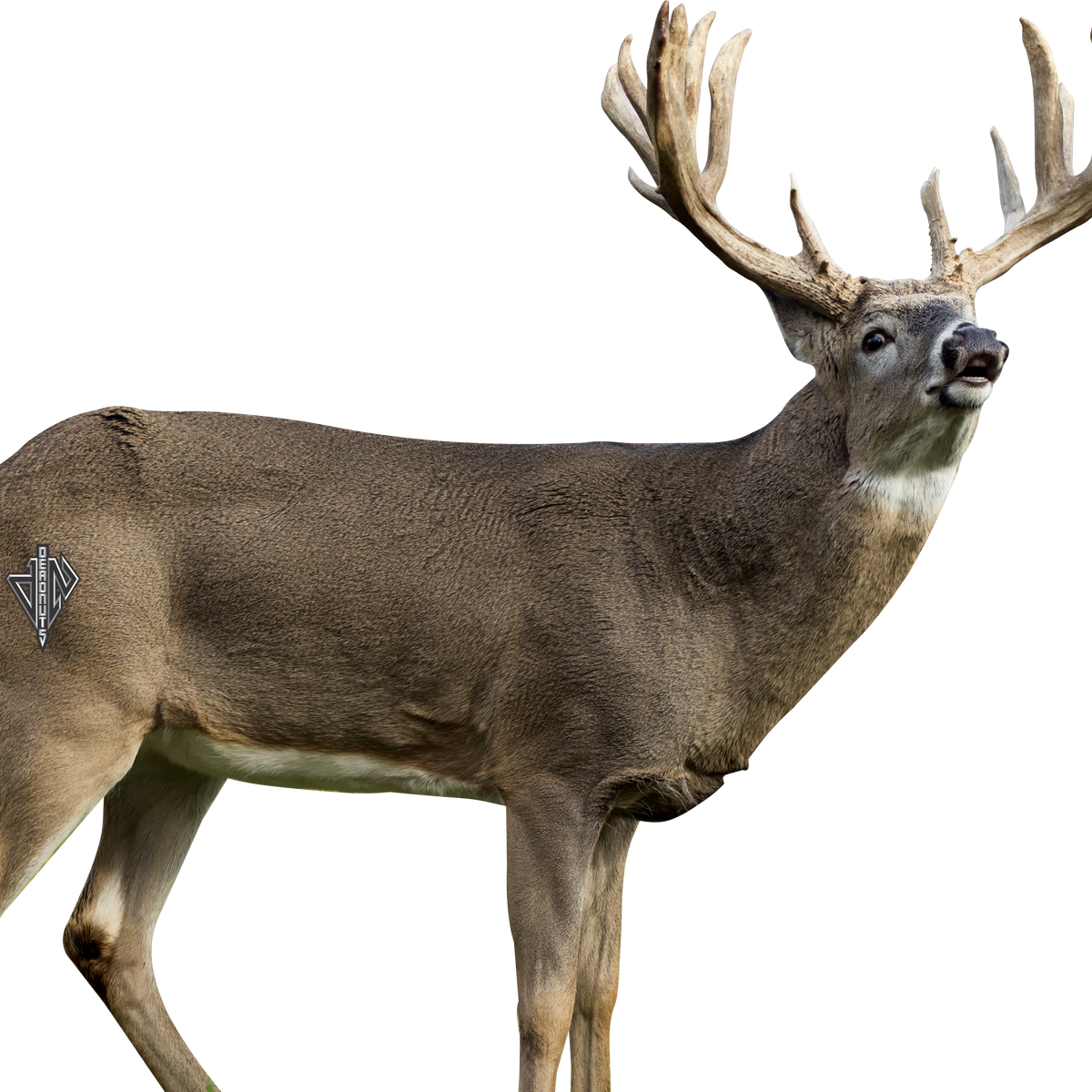 2D Whitetail Broadside Target – ElkShape